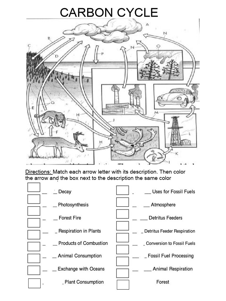 Carbon Cycle Worksheet | PDF