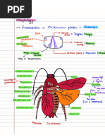 Cockroach Ncert | PDF