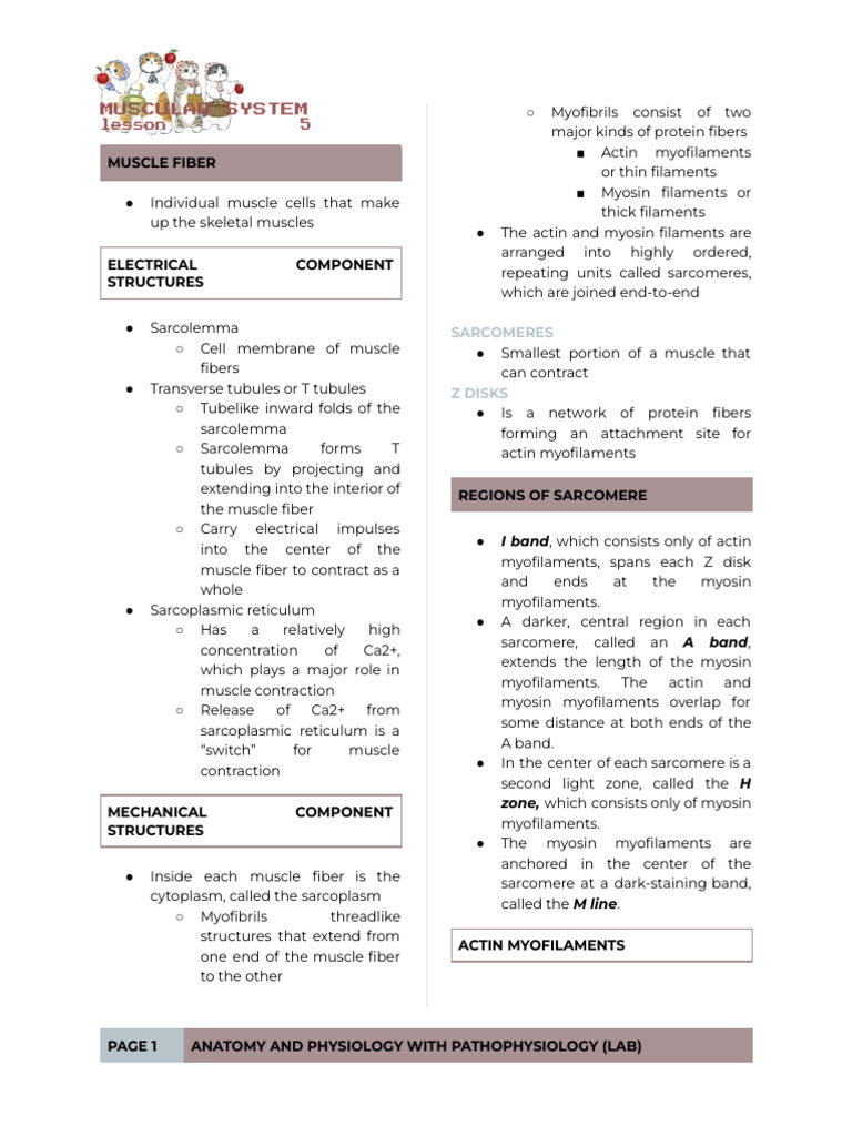anaphy lab (muscular) | PDF | Anatomical Terms Of Motion | Muscle ...