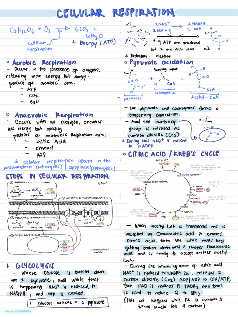 Cellular Respiration: Aerobic vs Anaerobic | PDF | Cellular Respiration ...
