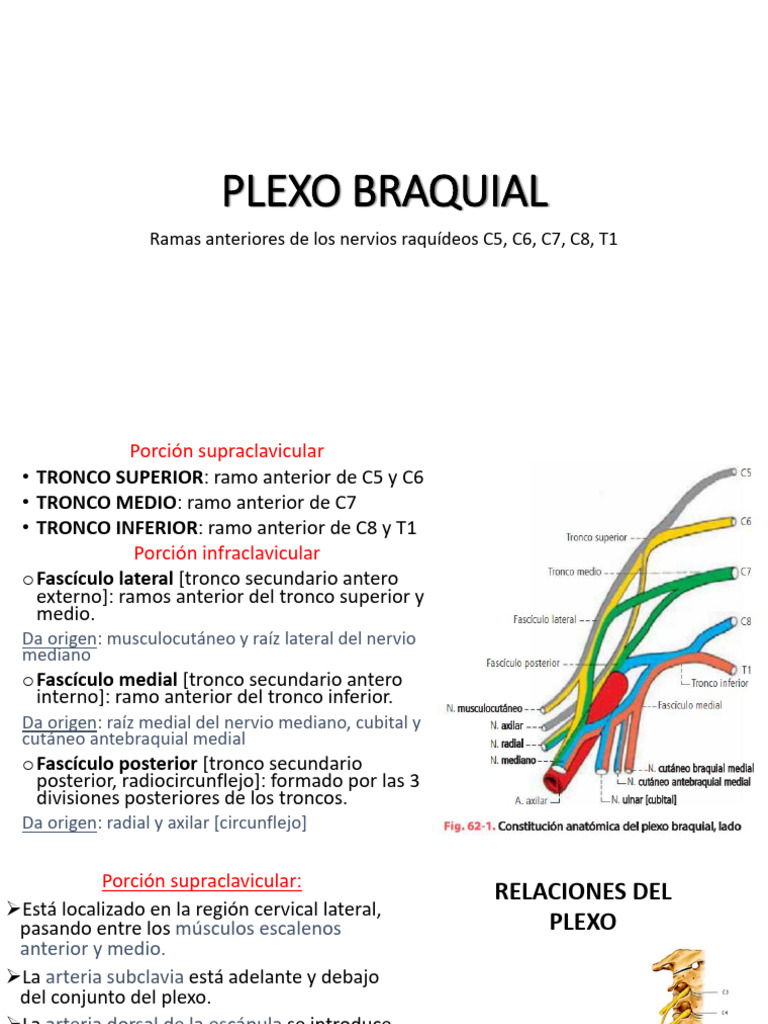 Anatomía del Plexo Braquial | PDF | Mano | Extremidades (anatomía)