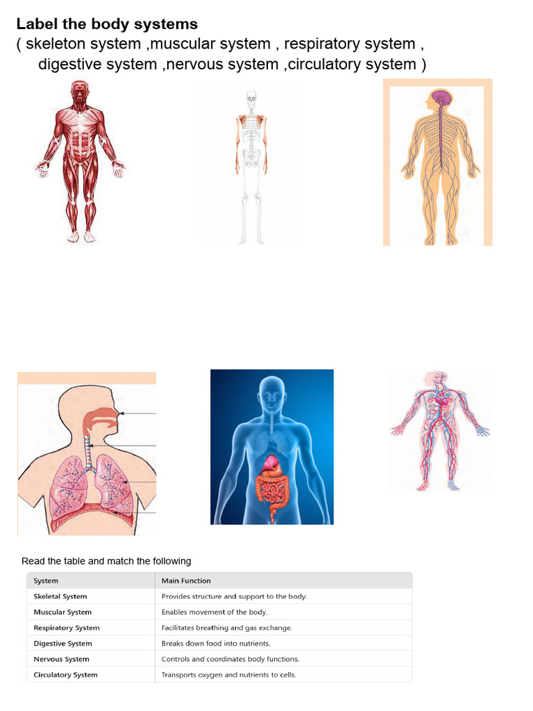 Summer g5 Body Systems | PDF