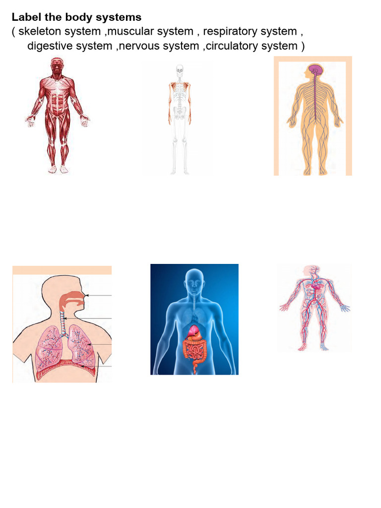 Summer g5 Body Systems 1 | PDF