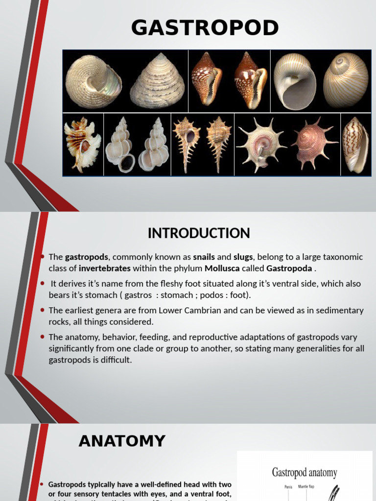 Gastropod Anatomy and Behavior Overview | PDF