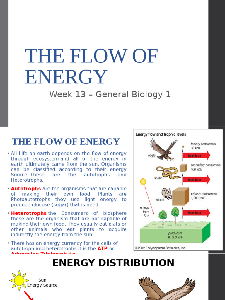 Week 13 The Flow of Energy | PDF | Adenosine Triphosphate | Adenosine ...