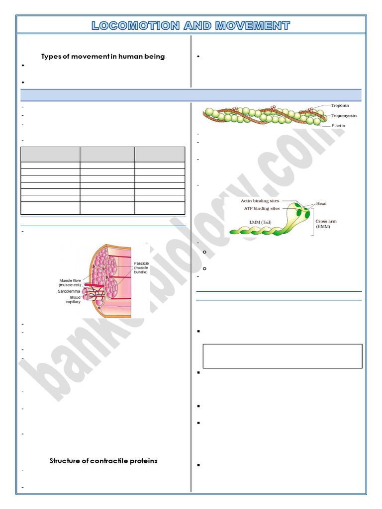 20 Locomotion N Movement-Notes | PDF | Muscle Contraction | Skeletal Muscle