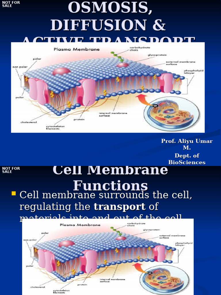 Bio 341 Osmosis, Diffusion & Active Transport 2023-1 | PDF | Osmosis | Cell Membrane