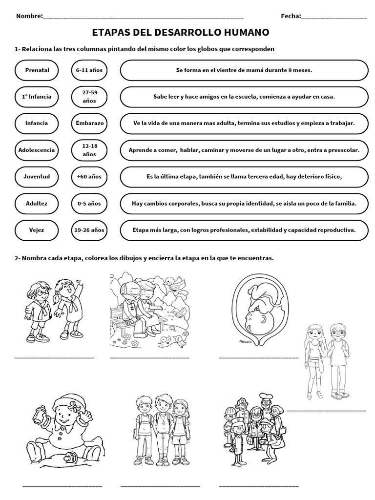 etapas del desarrollo humano | PDF