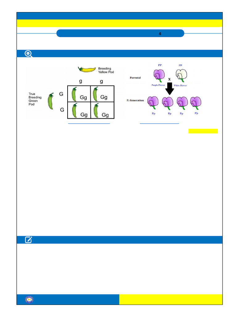Monohybrid Inheritance Study Guide | PDF | Dominance (Genetics) | Genotype