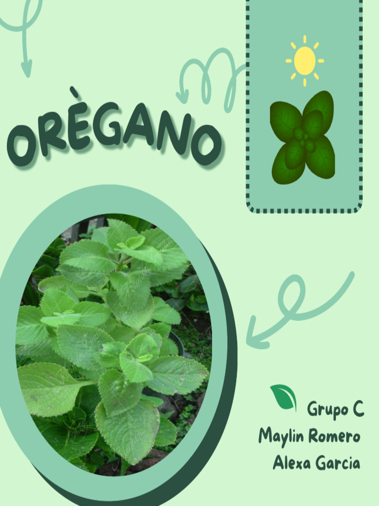 ORÈGANO | PDF | Orégano | Té