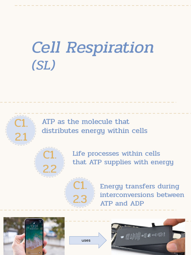Cell Respiration (C1.2) - SL | PDF | Cellular Respiration | Adenosine ...