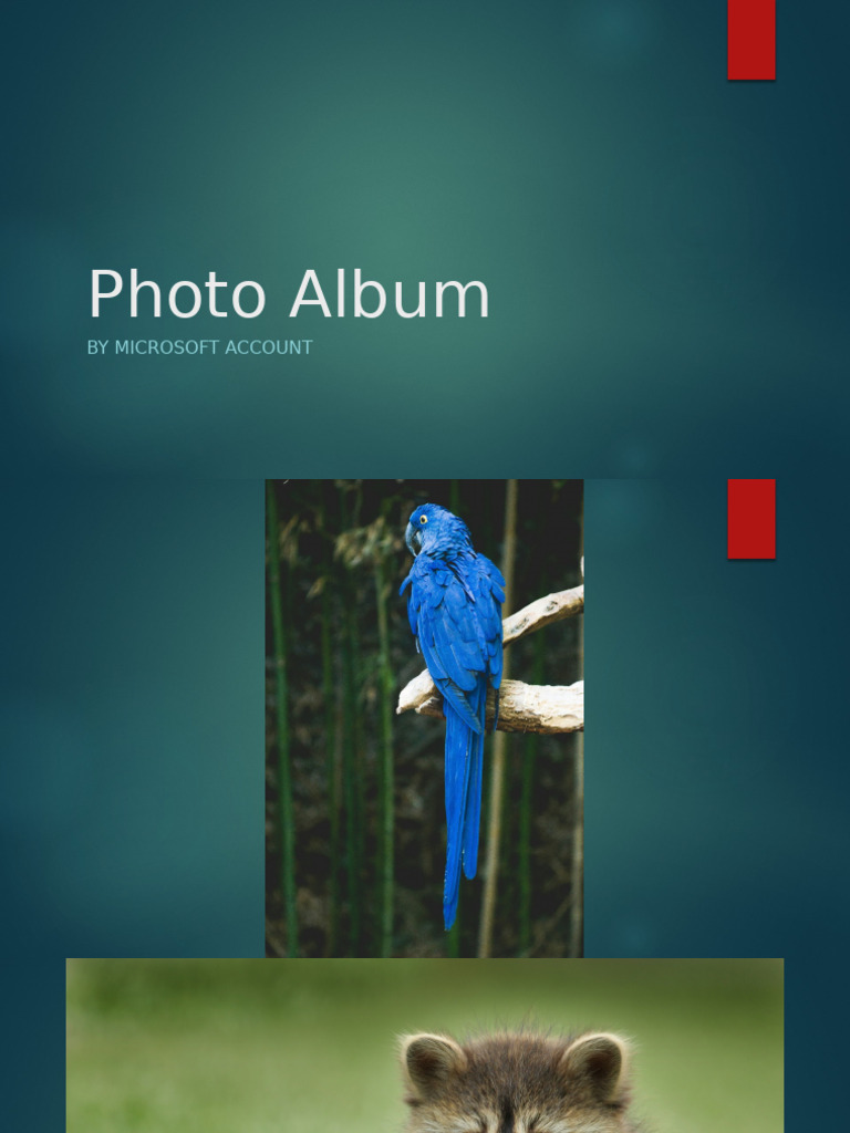 Microsoft Account Photo Album Guide | PDF