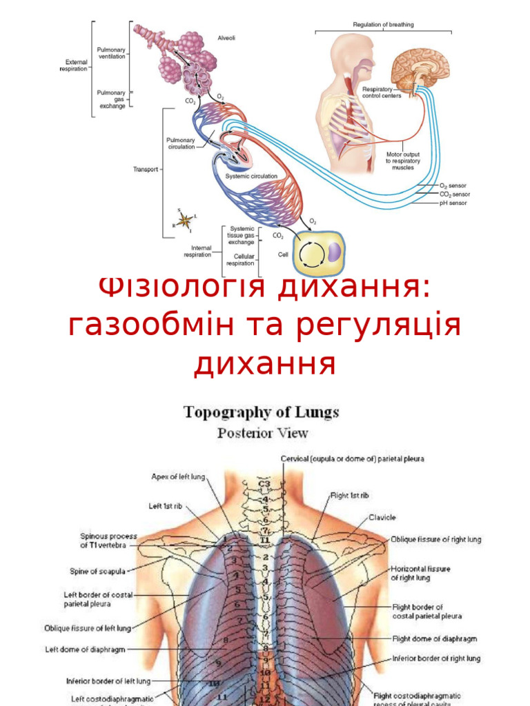 Physiology of Perspiration in Human and Animals, UA | PDF