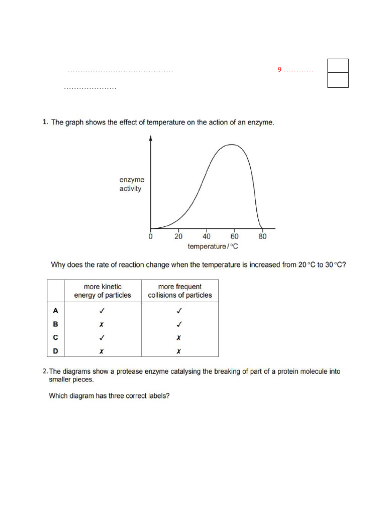 Grade 9 Biology Enzymes Worksheet | PDF