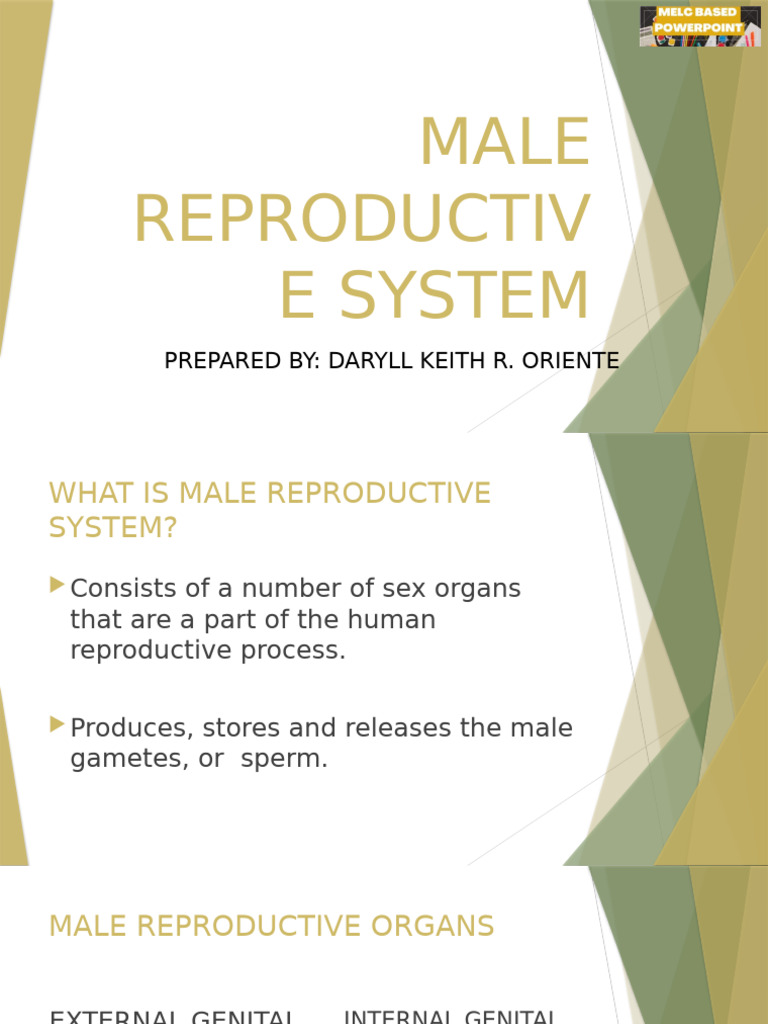 Male Reproductive System Overview | PDF | Testicle | Prostate