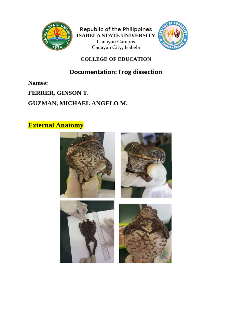 Documentation Frog | PDF