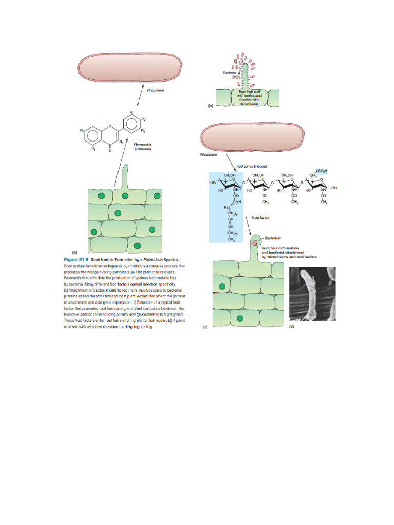 man microb and environment assignment | PDF