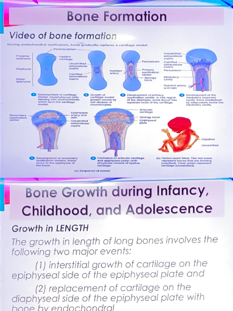 Bone Formation | PDF