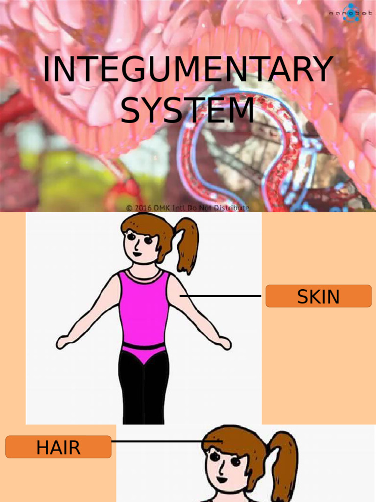 Integumentary System PPT (1) - 1 | PDF