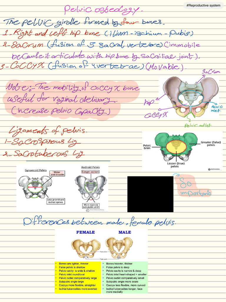 pelvic osteology | PDF