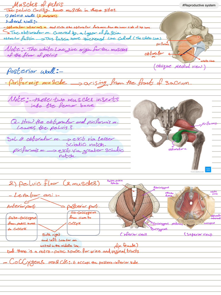 Muscles of Pelvis | PDF