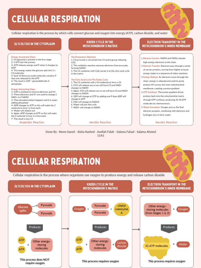 Cellular Respiration | PDF | Cellular Respiration | Adenosine Triphosphate