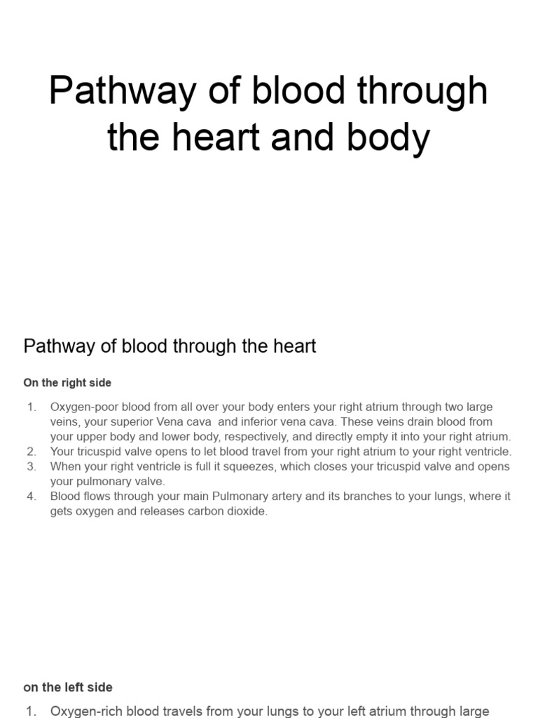 Blood Flow Pathway in Heart & Body | PDF | Heart | Heart Valve