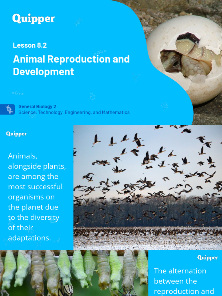 Animal Reproduction and Development Overview | PDF | Fertilisation | Embryo