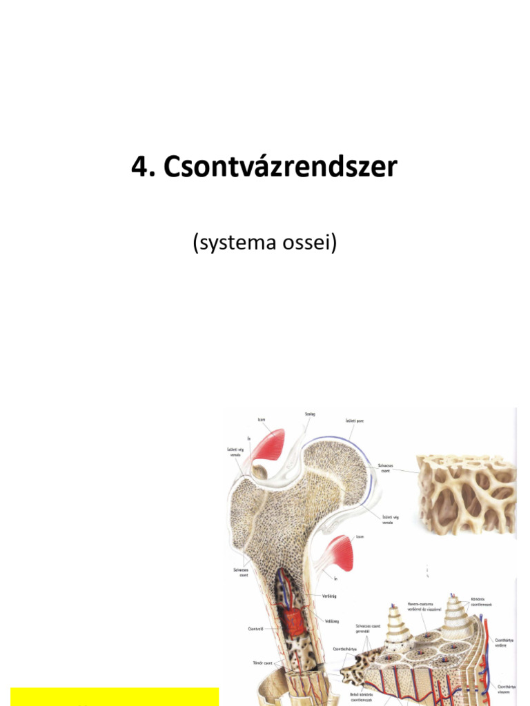 Csontvázrendszer | PDF
