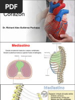 Netter Corazon | PDF | Ventrículo (corazón) | Corazón