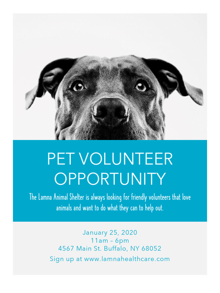 Volunteer at Lamna Animal Shelter | PDF