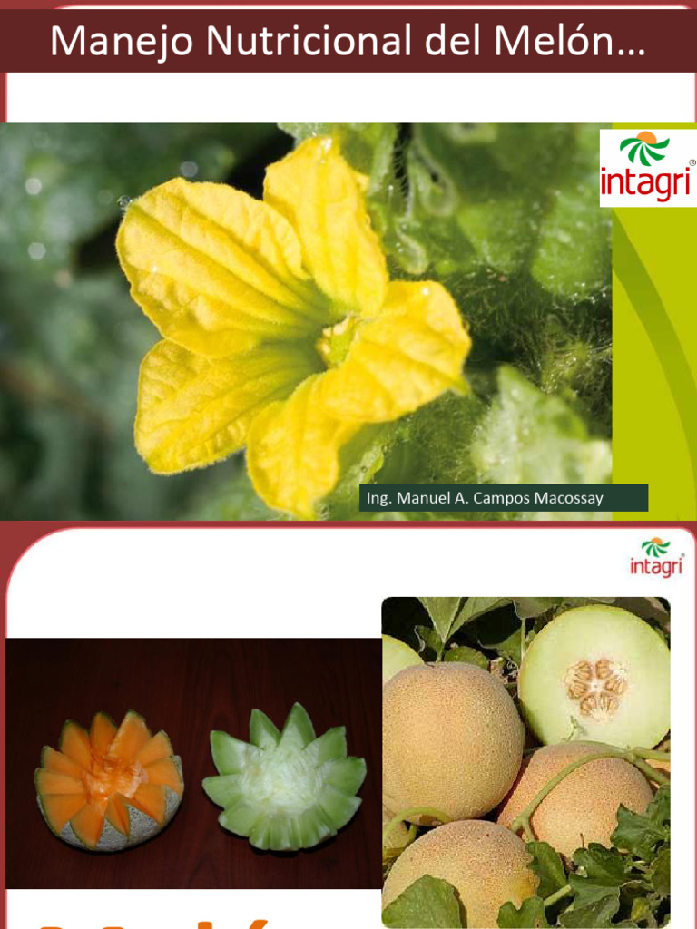 Manejo Nutricional del Melón en Cultivo | PDF | Invernadero | Agricultura