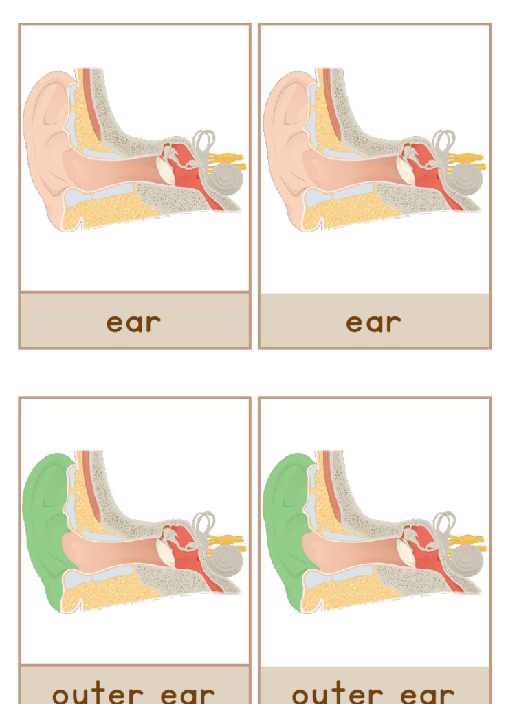 Anatomy of the Human Ear Structures | PDF