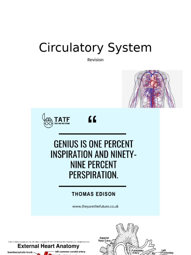 Overview of the Circulatory System | PDF