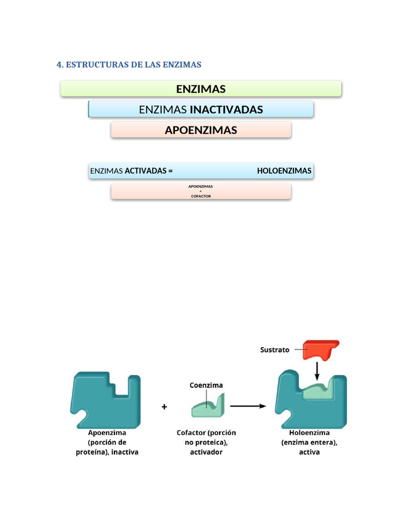 4. ESTRUCTURAS DE LAS ENZIMAS | PDF