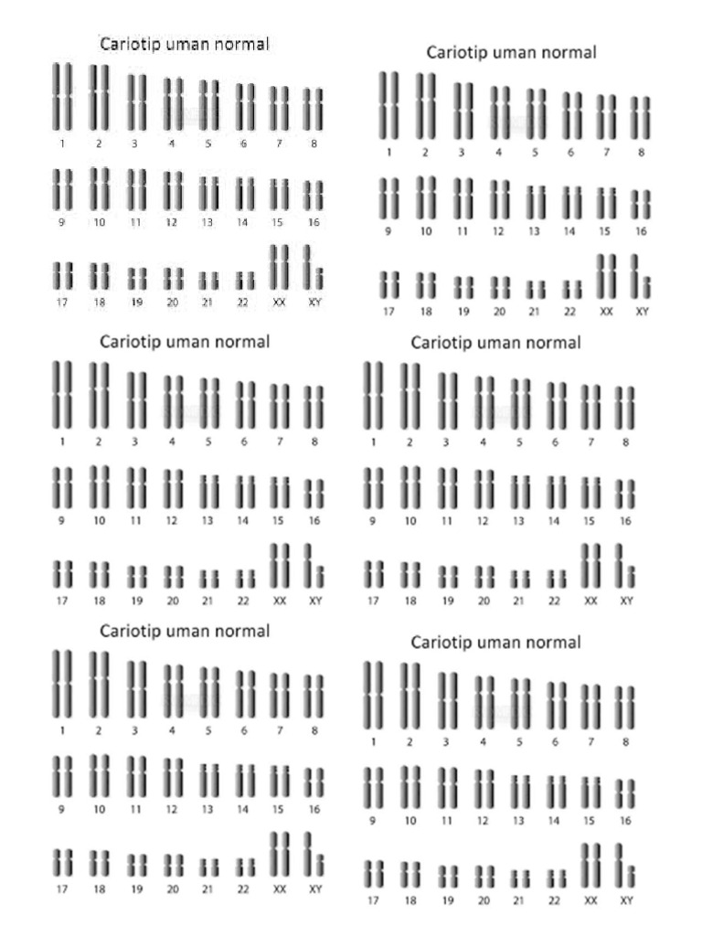 Cariotip - de Lipit | PDF
