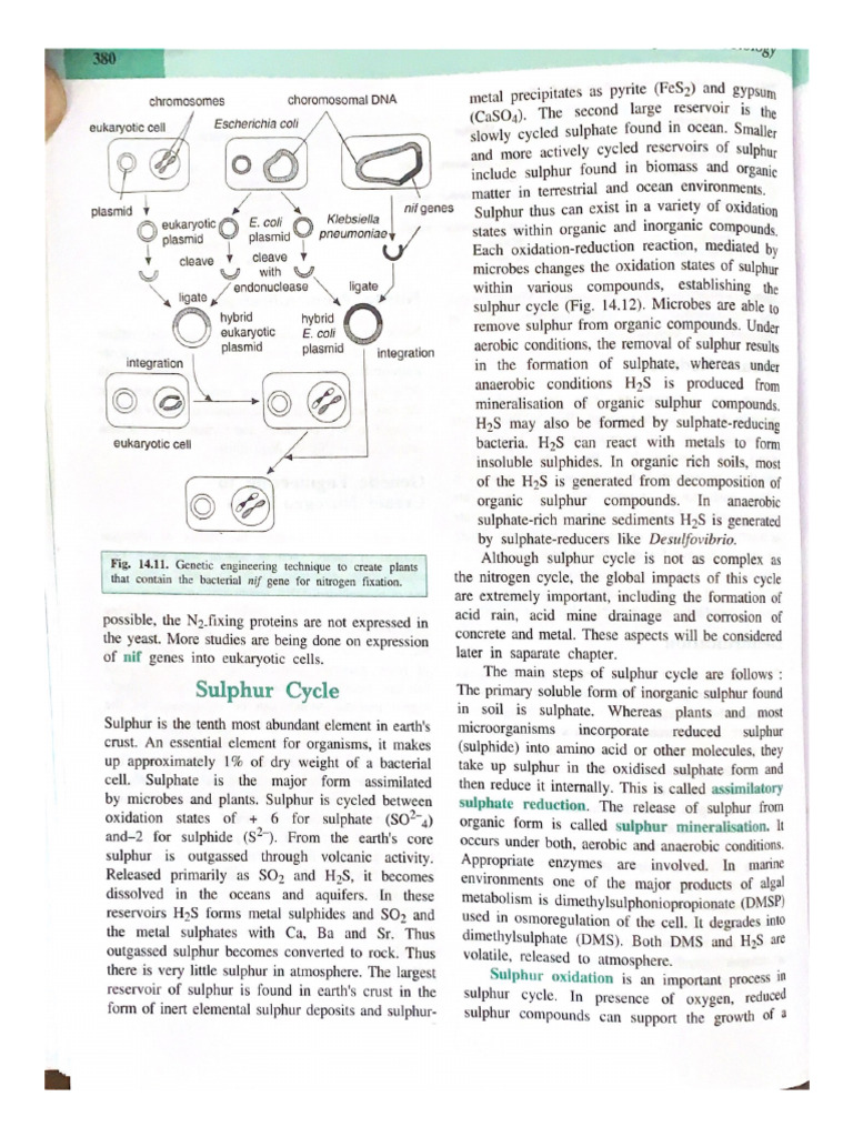 Sulphur Cycle | PDF