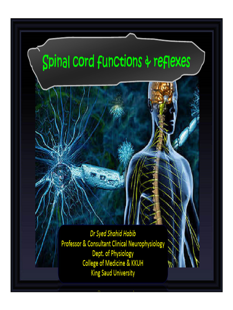 2-Spinal Cord & Reflexes | PDF | Motor Neuron | Brain