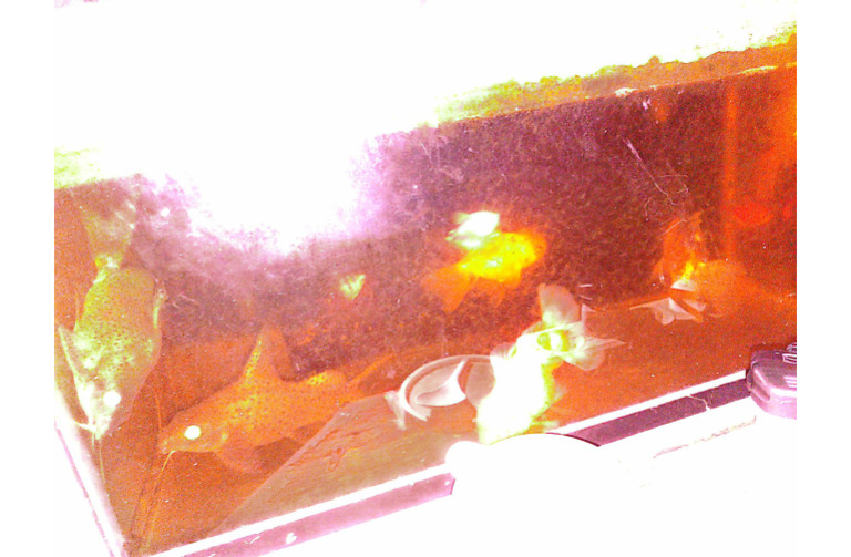 Contoh Potrait Kualitas Kamera Era Rol Pita | PDF