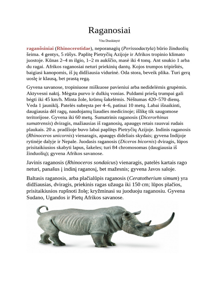 Dokumentas 1 | PDF