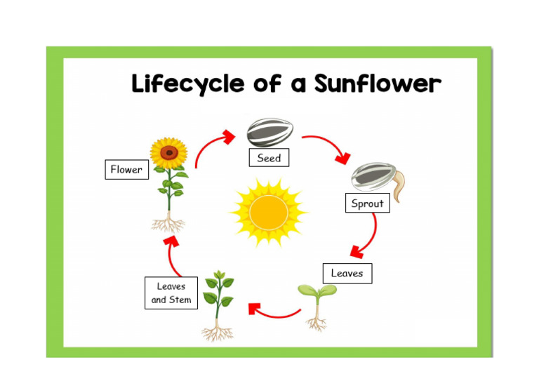 Life Cycle of Sunflower | PDF
