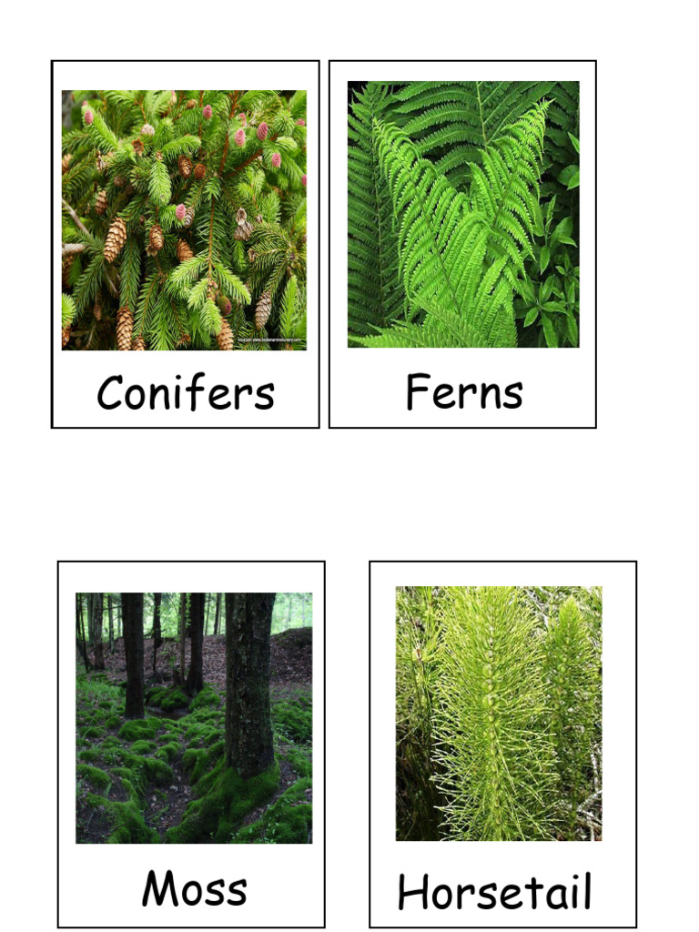 Types of Non-Flowering Plants | PDF