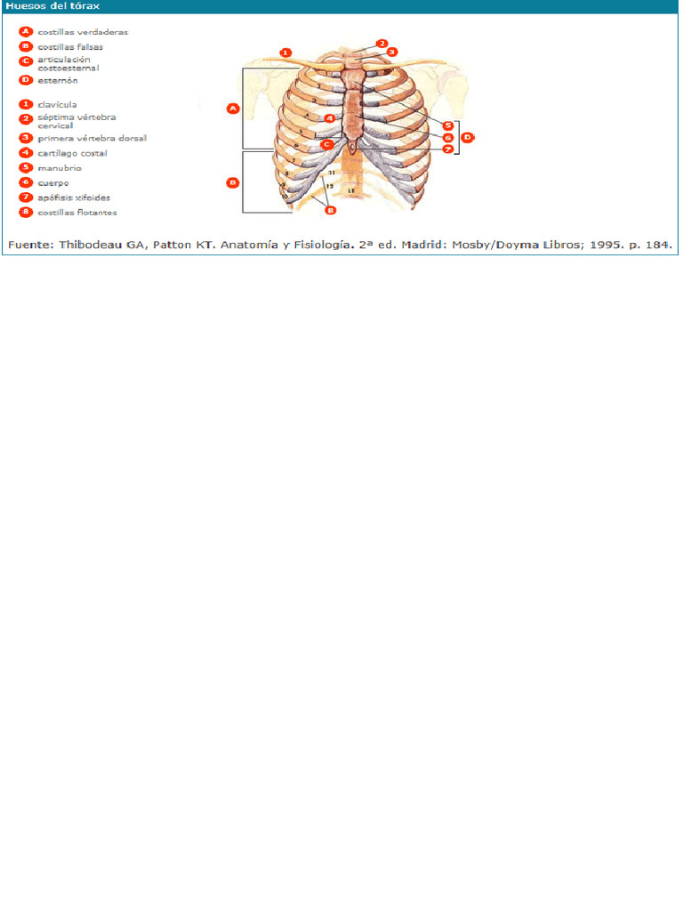 Huesos-Torax - Gif 676×332 Pixeles | PDF