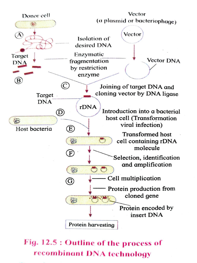 rDNA TECHNOLOGY | PDF