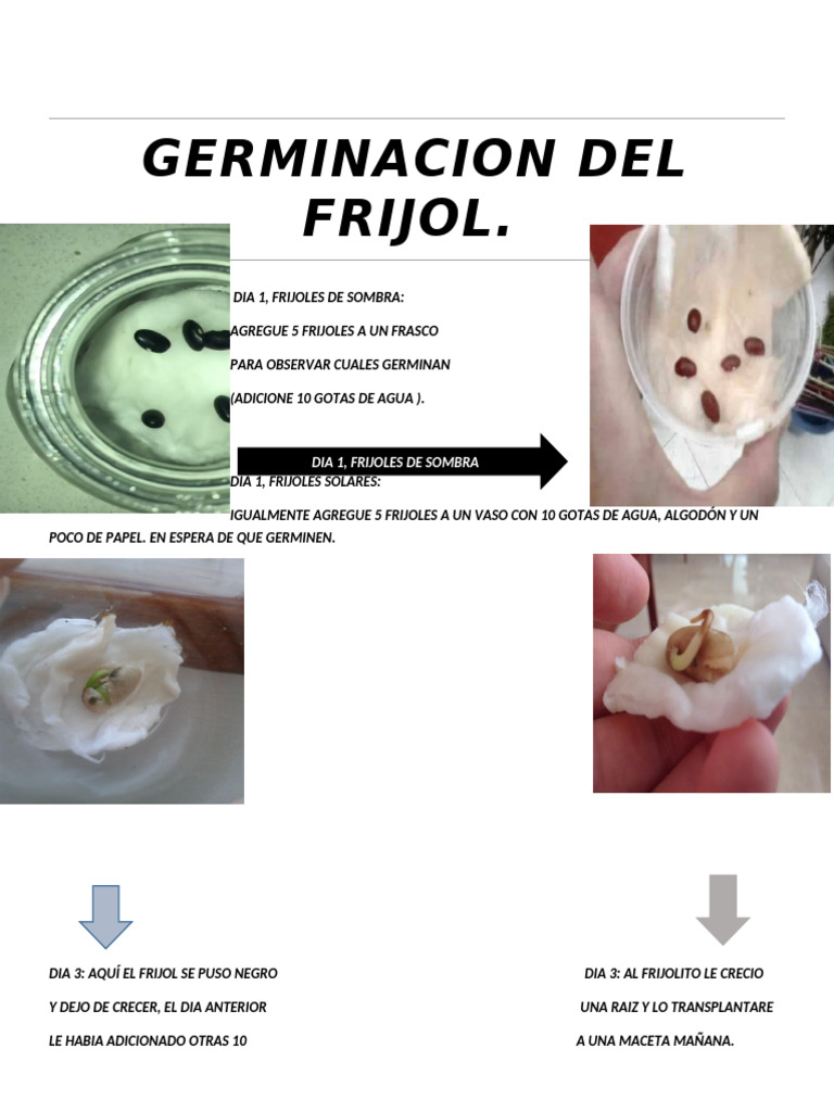 Germinación de Frijoles: Proceso y Observaciones | PDF