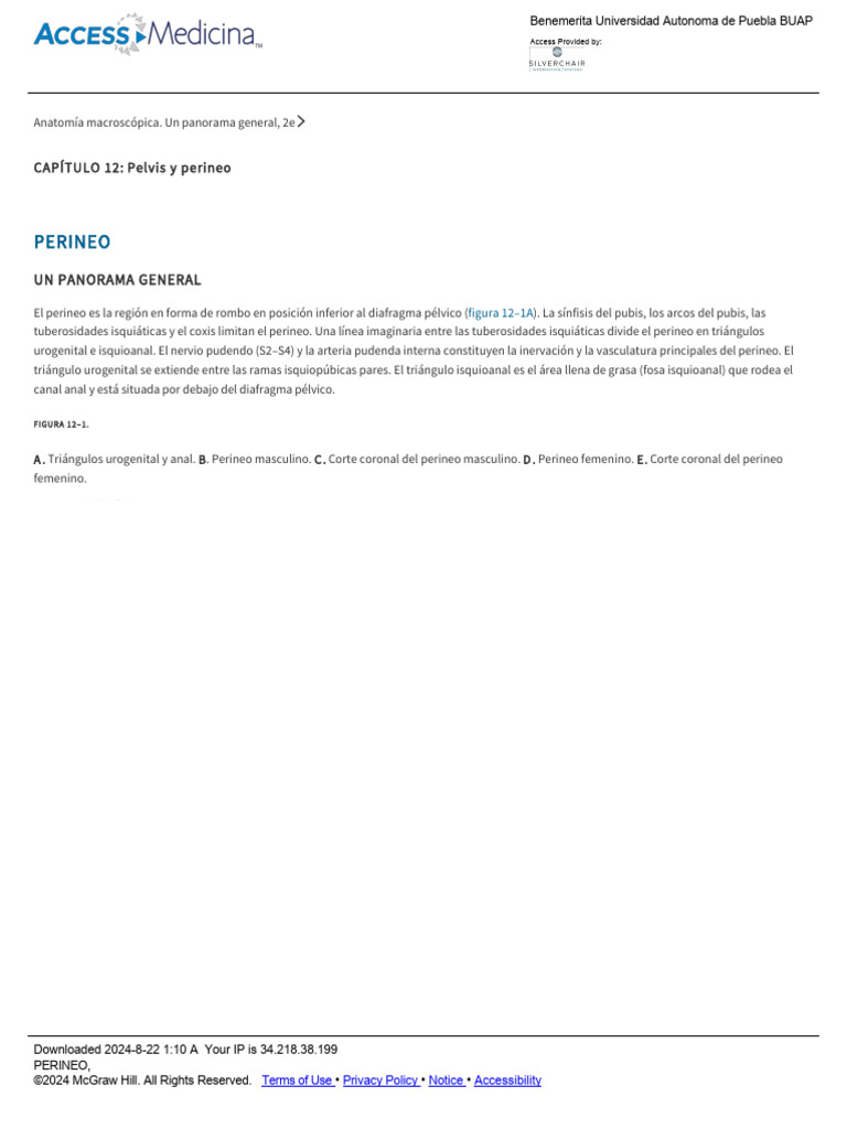 Anatomía del Perineo y Triángulos Urogenitales | PDF | Pelvis