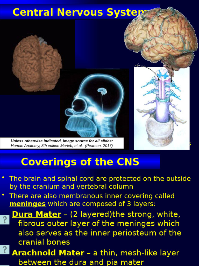 Central Nervous System 24 (NRS) | PDF | Cerebrospinal Fluid | Cerebrum