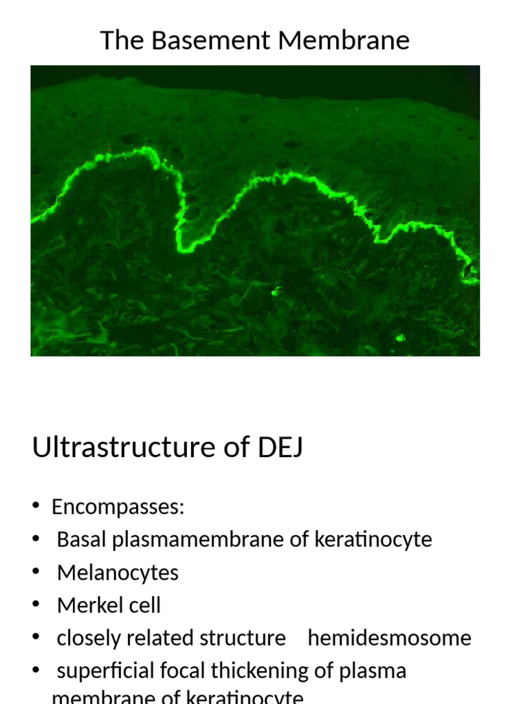 Bm Green Neon | PDF | Extracellular Matrix | Cell Adhesion