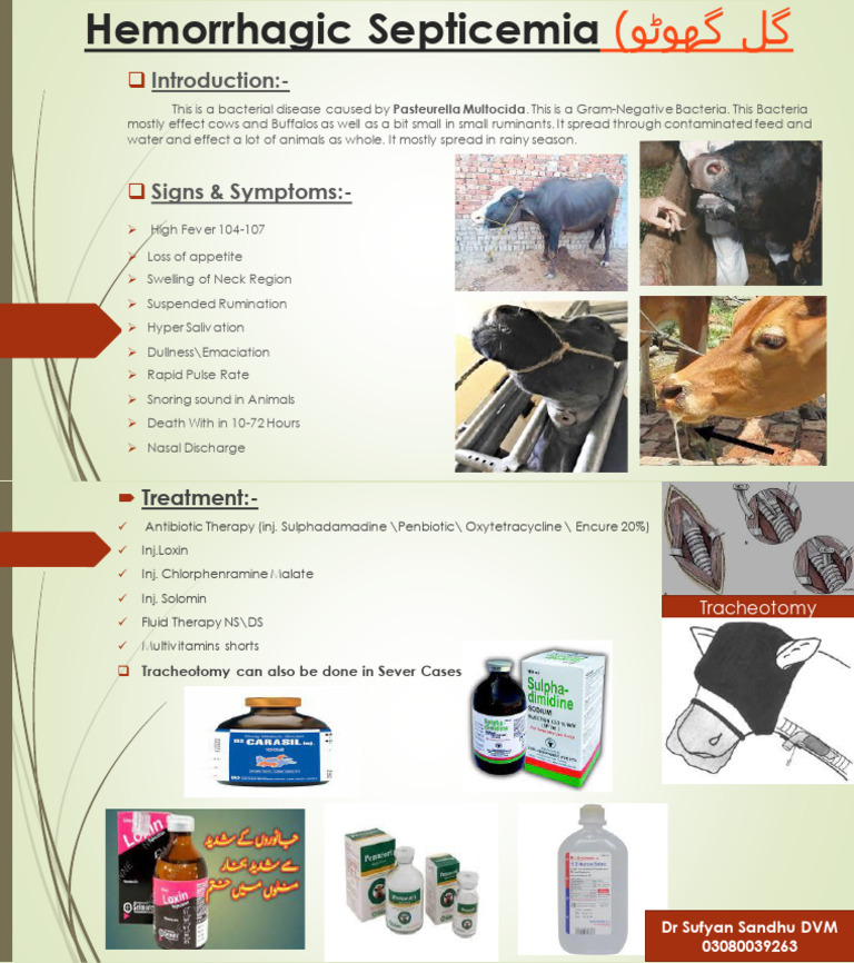 Hemorrhagic Septicemia in Cattle: Signs & Treatment | PDF