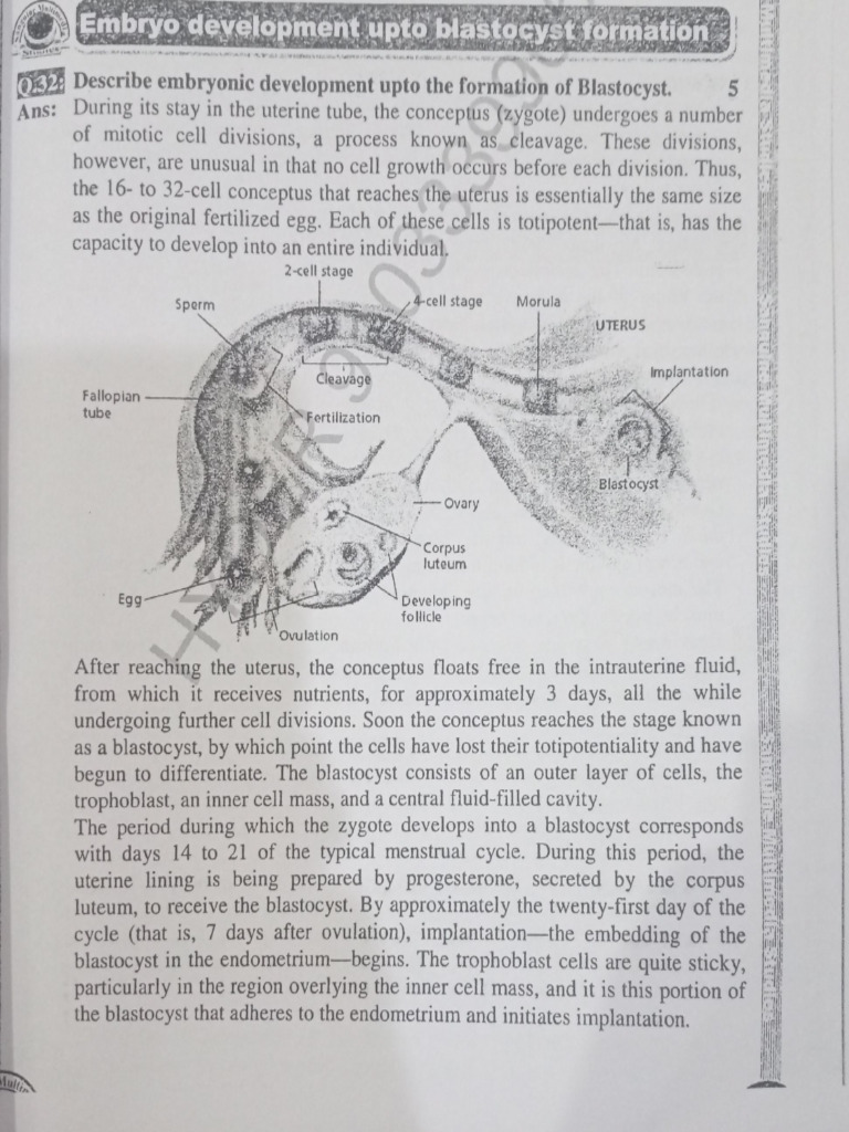 Human Reproduction Class 12th | PDF